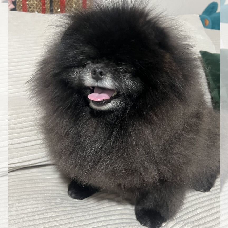 Померанский шпиц, вязка