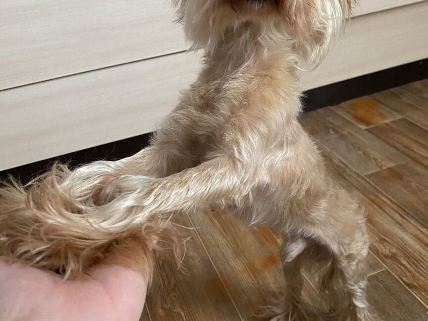 Мини мальчик йорк