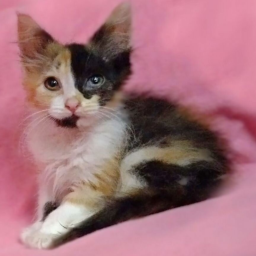 Котенок ищет дом