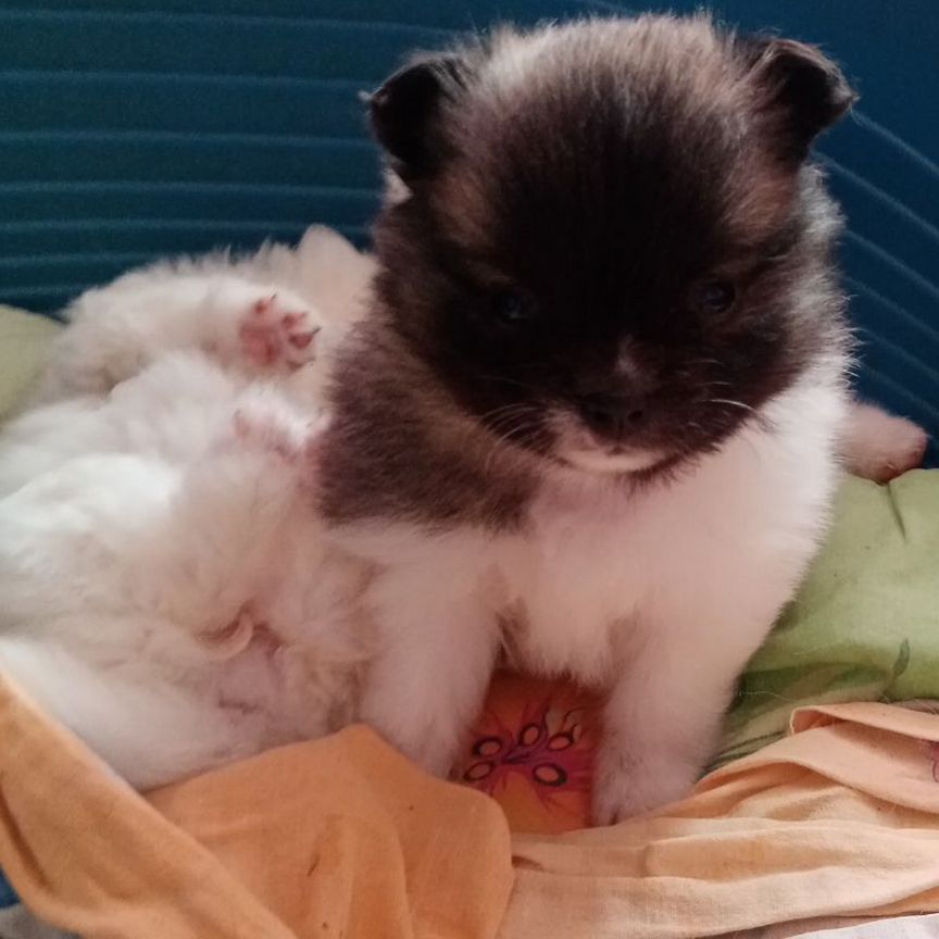 Померанский шпиц, щенок