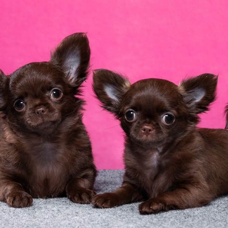 Шоколадные сестрички