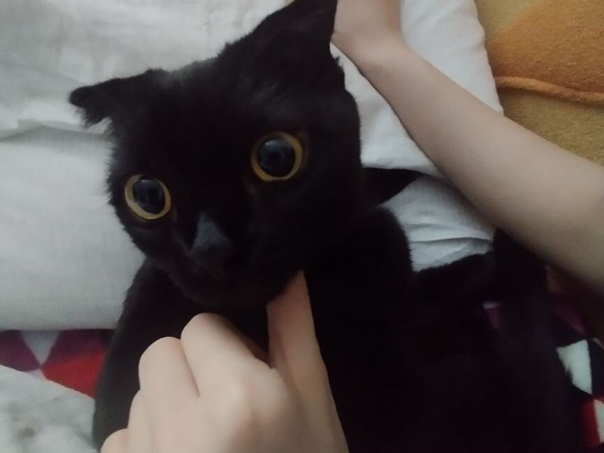 Шотланский вислоухий кот бесплатно