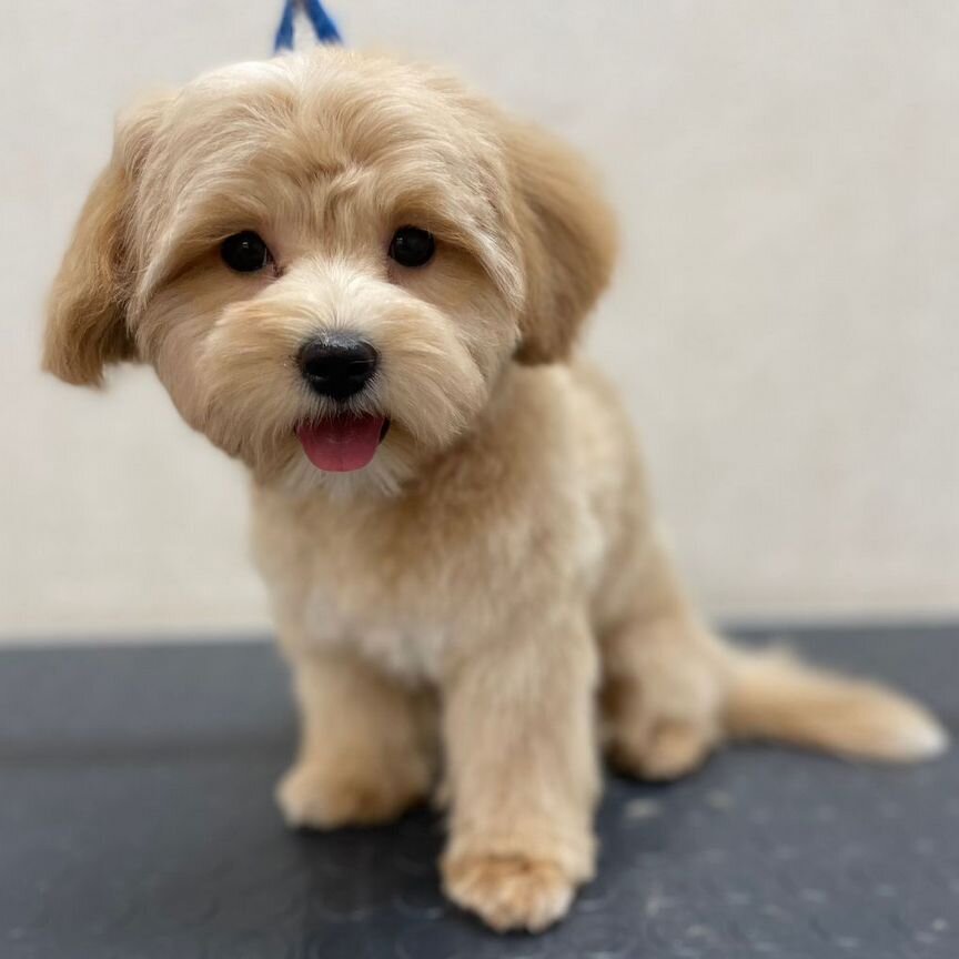 Мальтипу, щенок