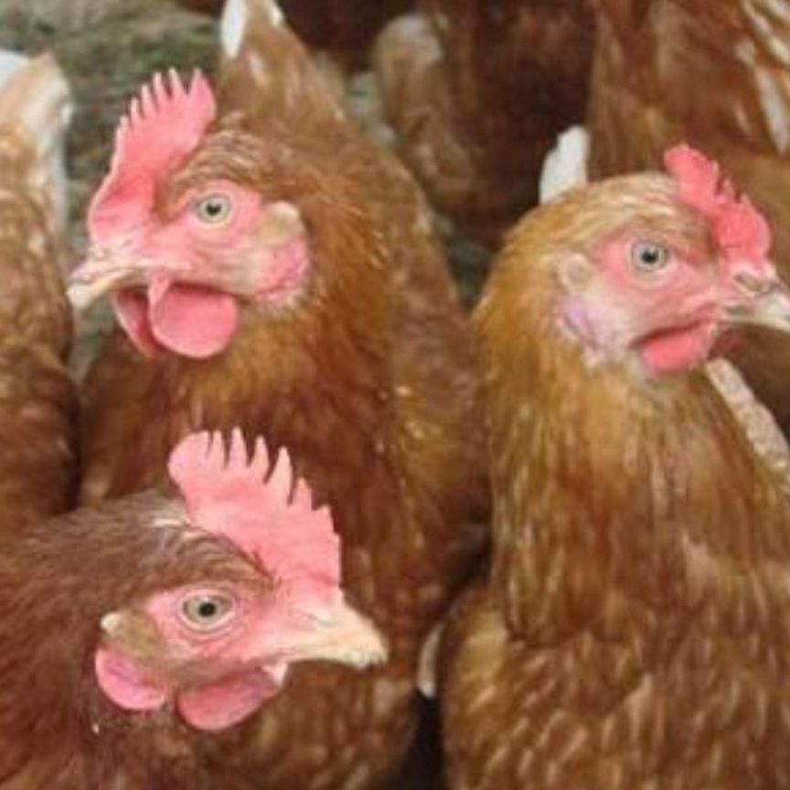 Куры несушки