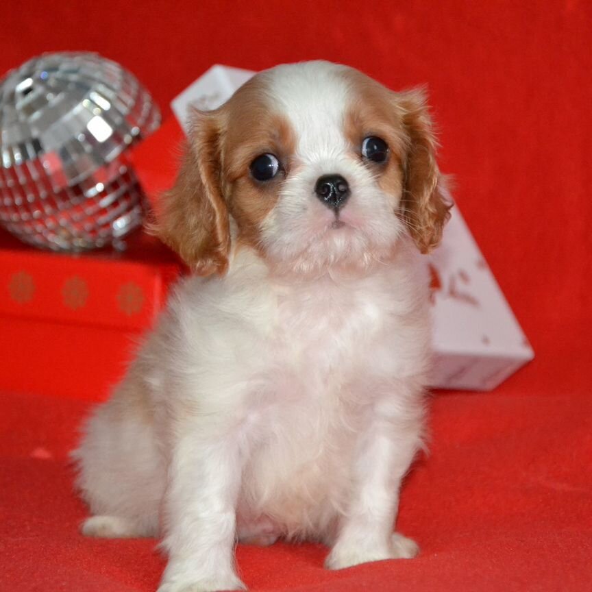 Кавалер кинг чарльз спаниель