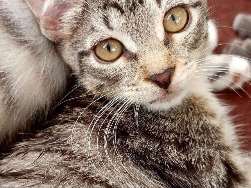 Кошка в дар бесплатно, 3 месяца