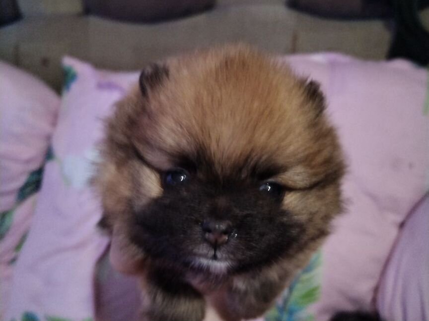 Собаки щенки