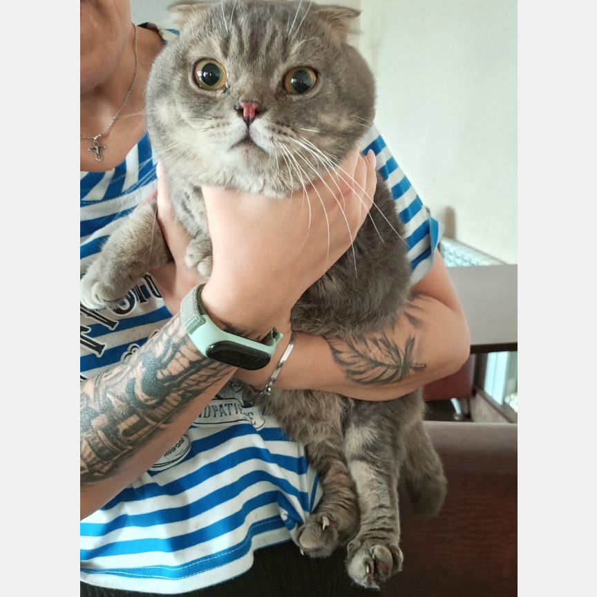 Отдам кота в добрые руки бесплатно