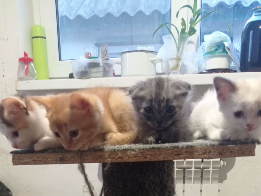 Кошки шотландец