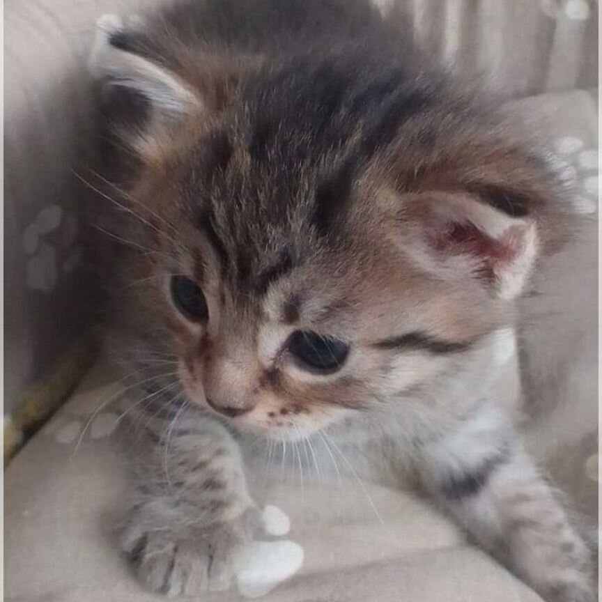 Котёнок в добрые руки