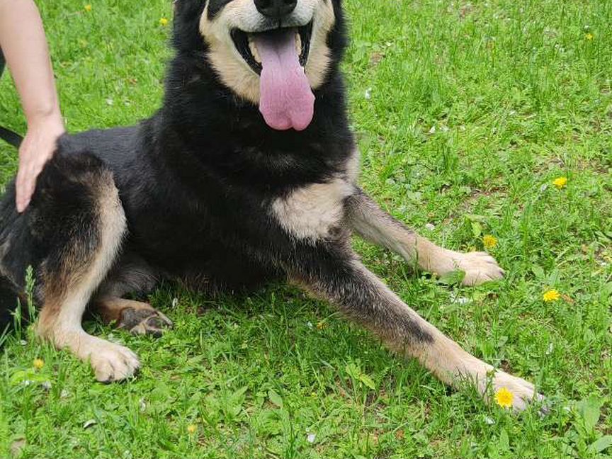 Суперласковый чип в добрые руки