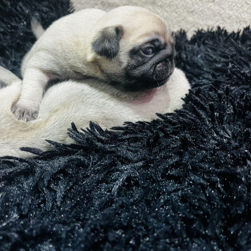 Щенки мопса