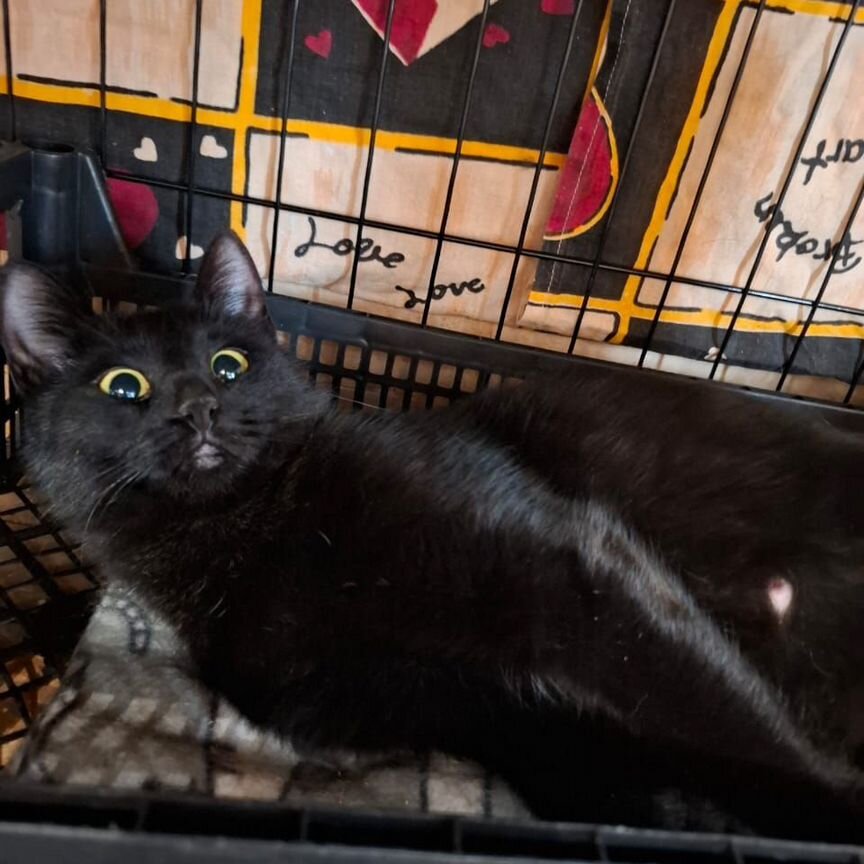 Кошечка Терра