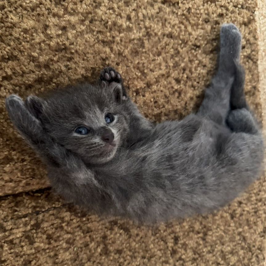 Отдам котят бесплатно, 2 мальчика и одна девочка