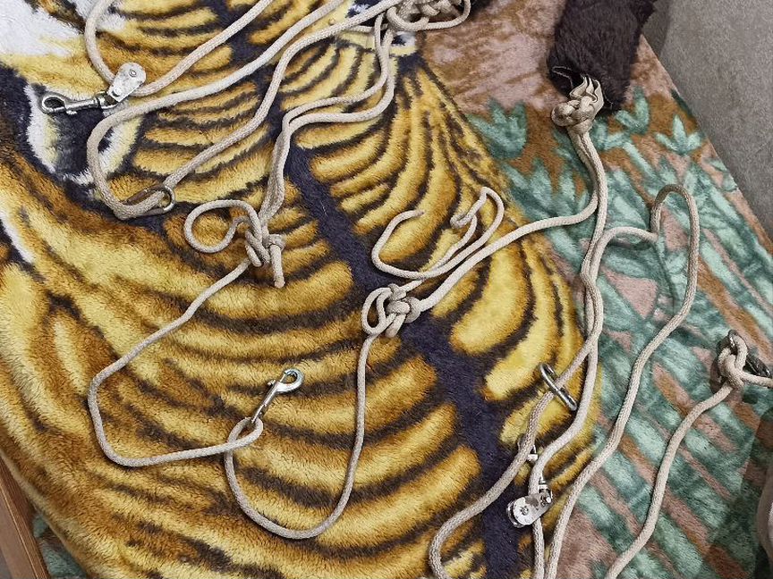 Шлея Пессоа