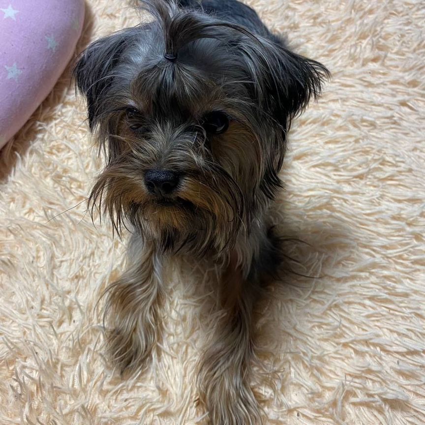 Йоркширский терьер