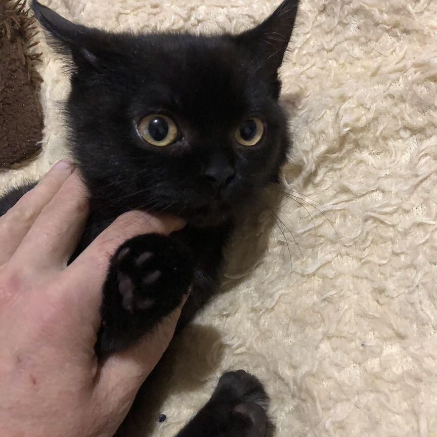 Котенок Ласка