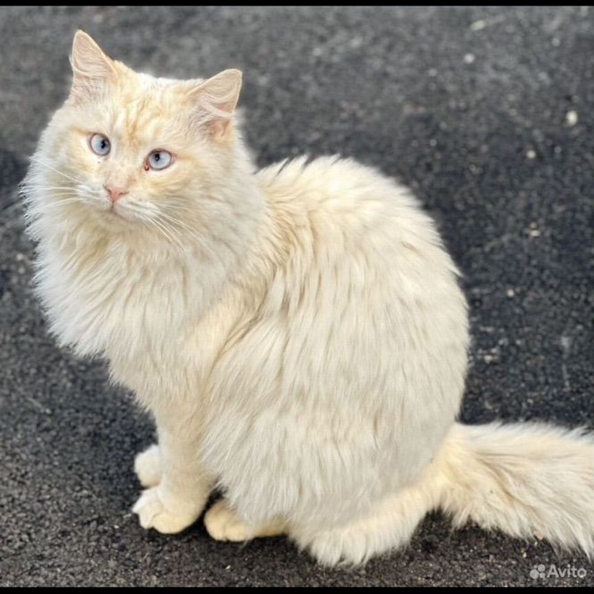 Кот в добрые руки