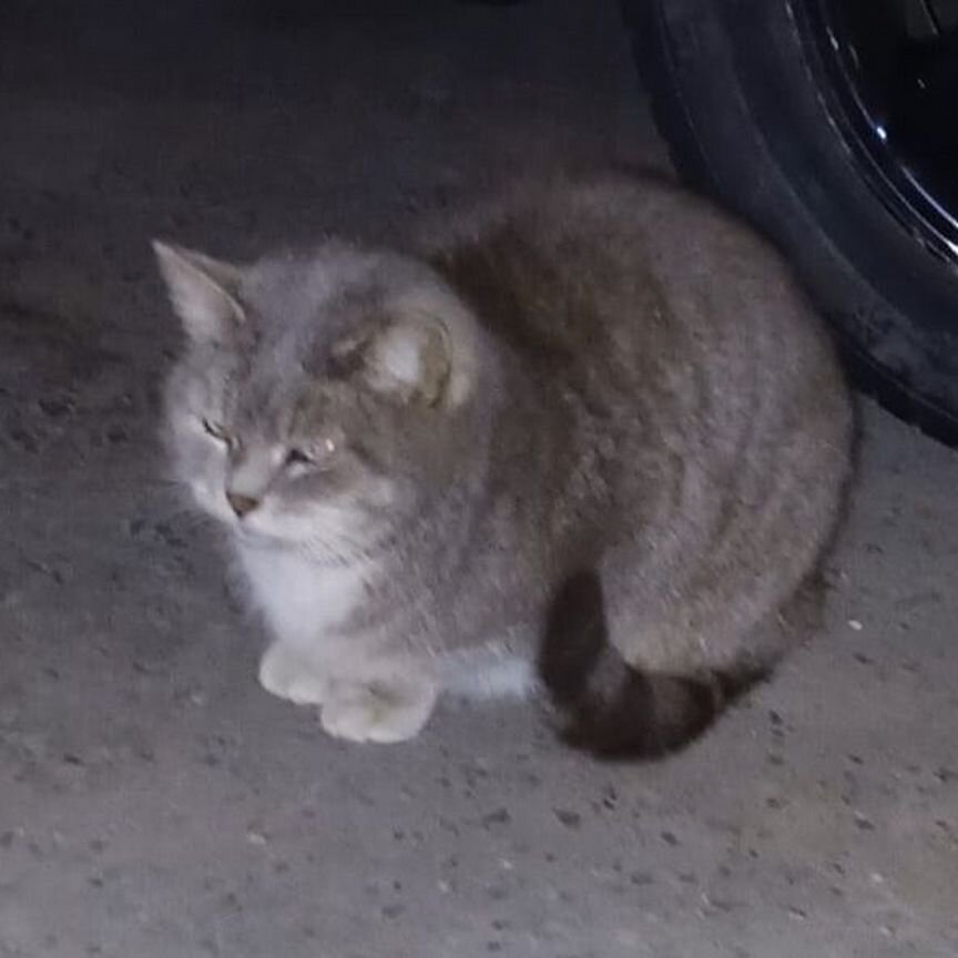 Кошечка ищет дом