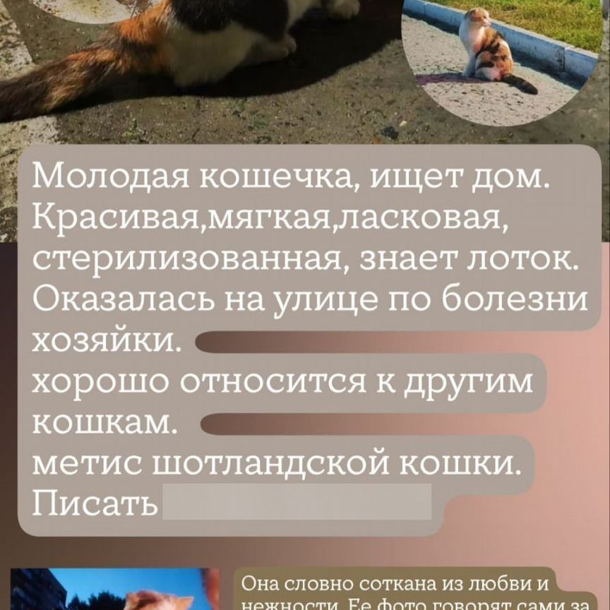 Метис шотландской кошки