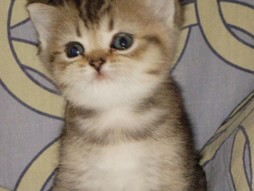 Милота