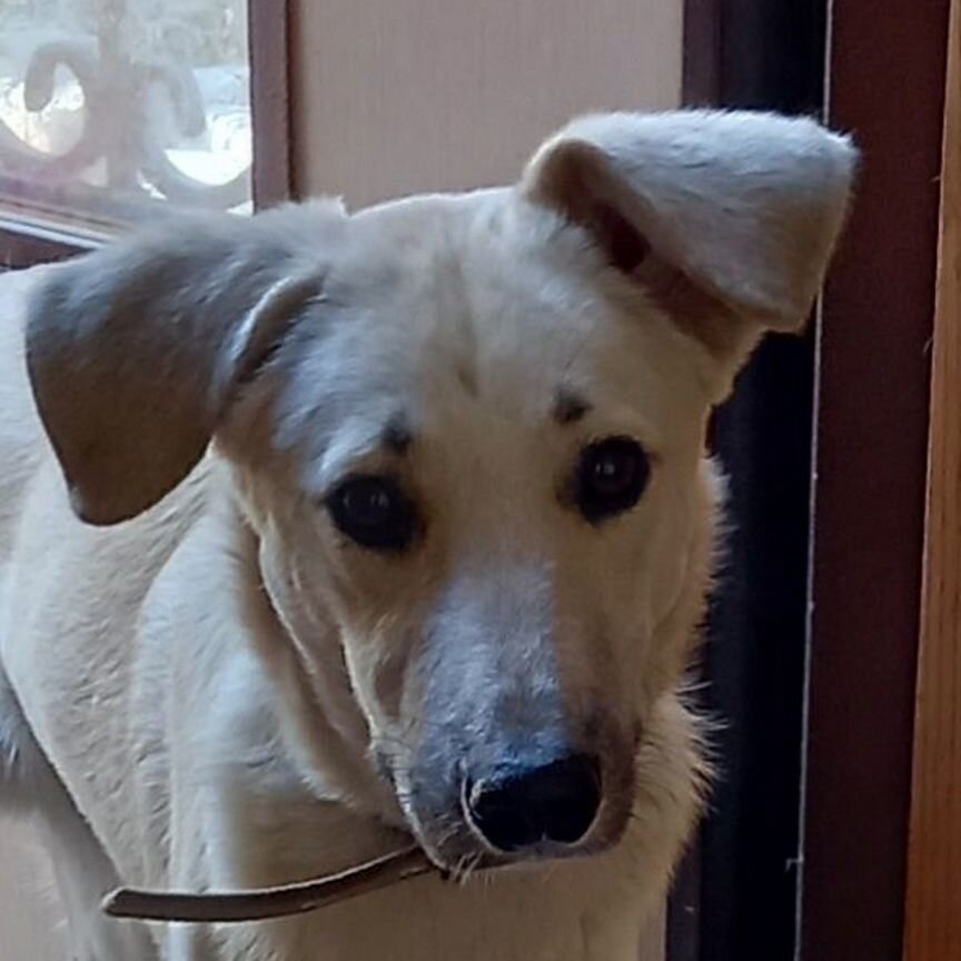 Бим ищет дом