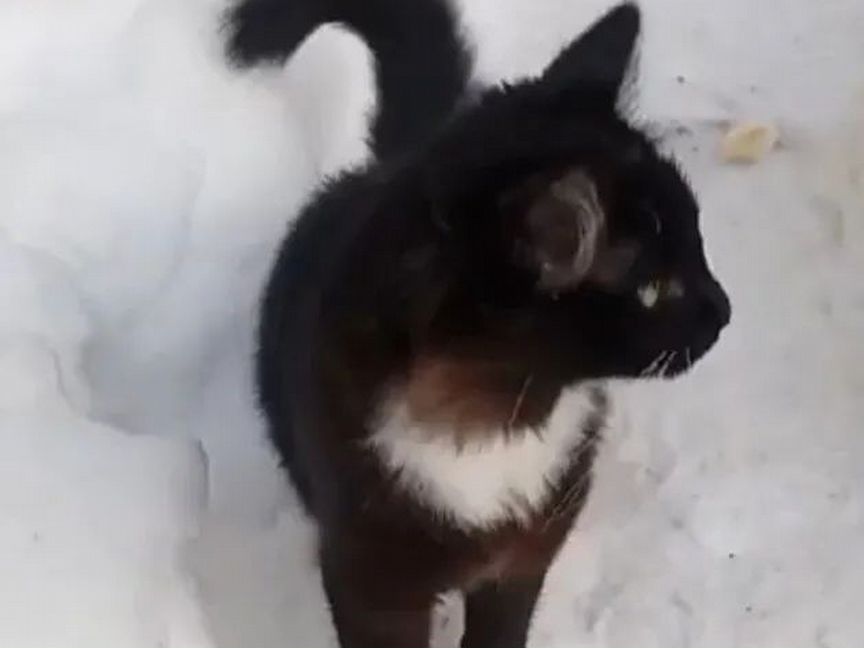Котенок в добрые руки бесплатно