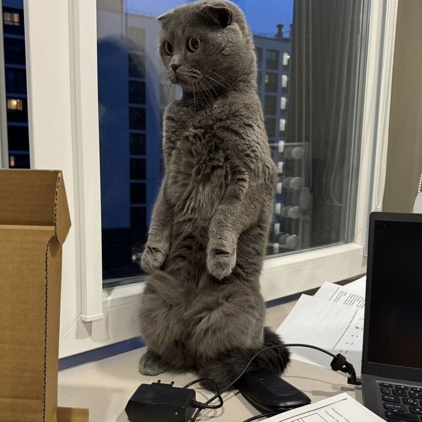 Шотландский вислоухий короткошёрстный, взрослый кот