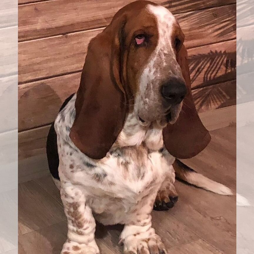 В ответственные руки кобель Бассет Хаунд