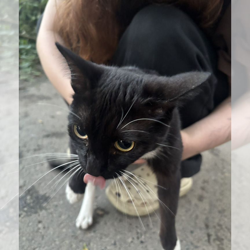 Котёнок в добрые руки
