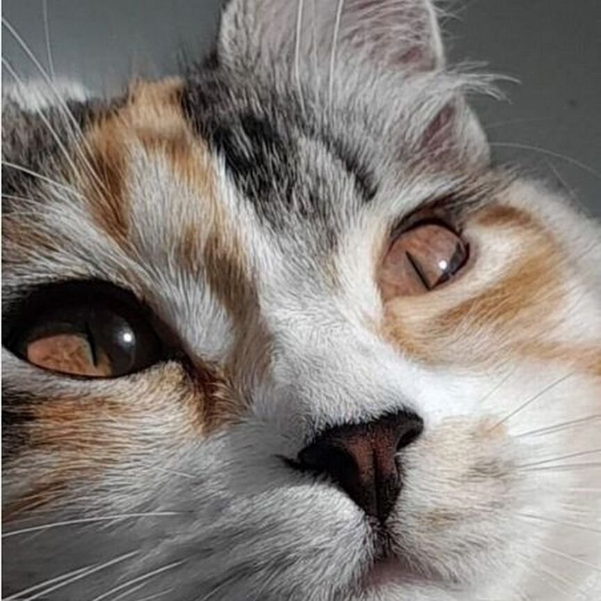 Кошка мейкун вязка