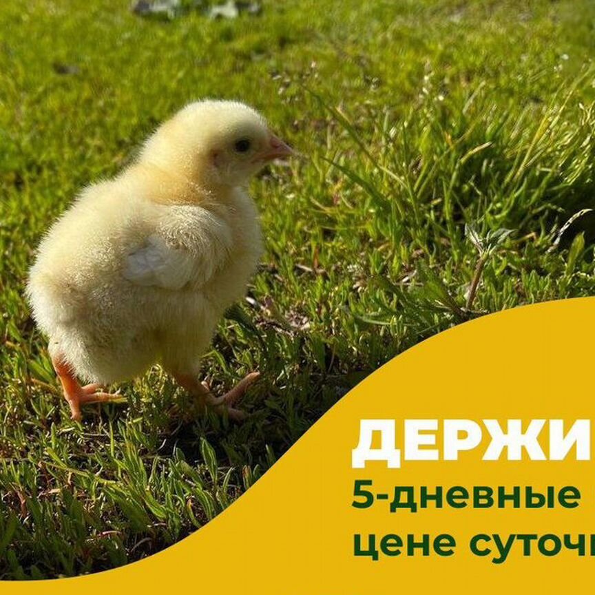 Цыплята Росс суточные в наличие и под заказ