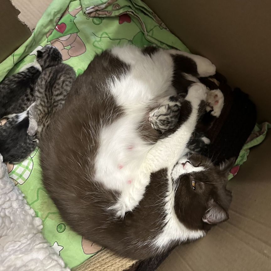 Шотландский прямоухий короткошёрстный котёнок