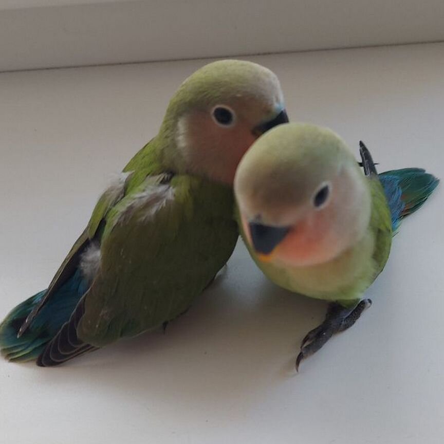 Попугаи неразлучники