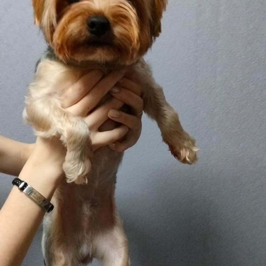 Йоркширский терьер