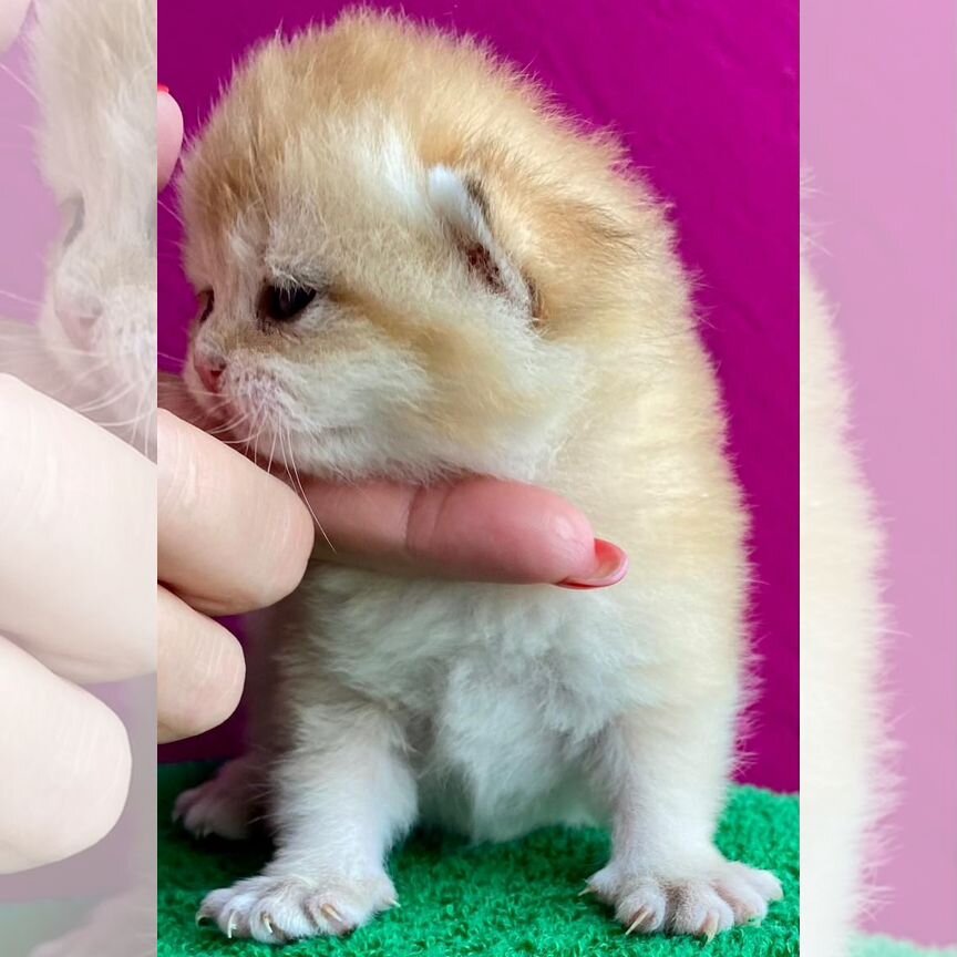 Котята британские золотые девочки