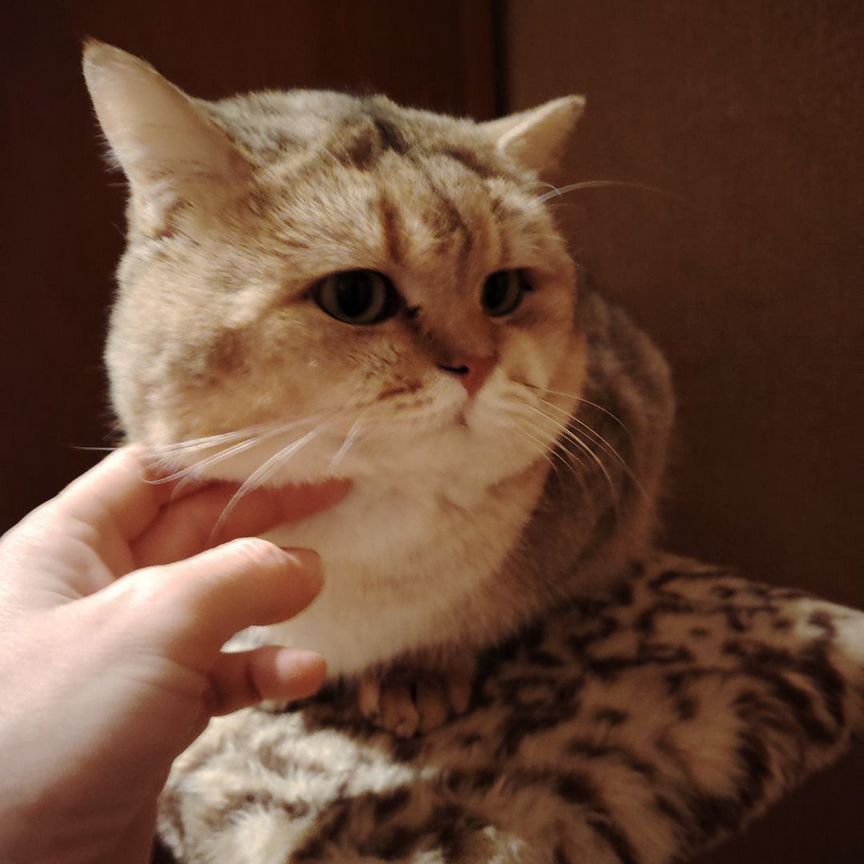 Британский кот