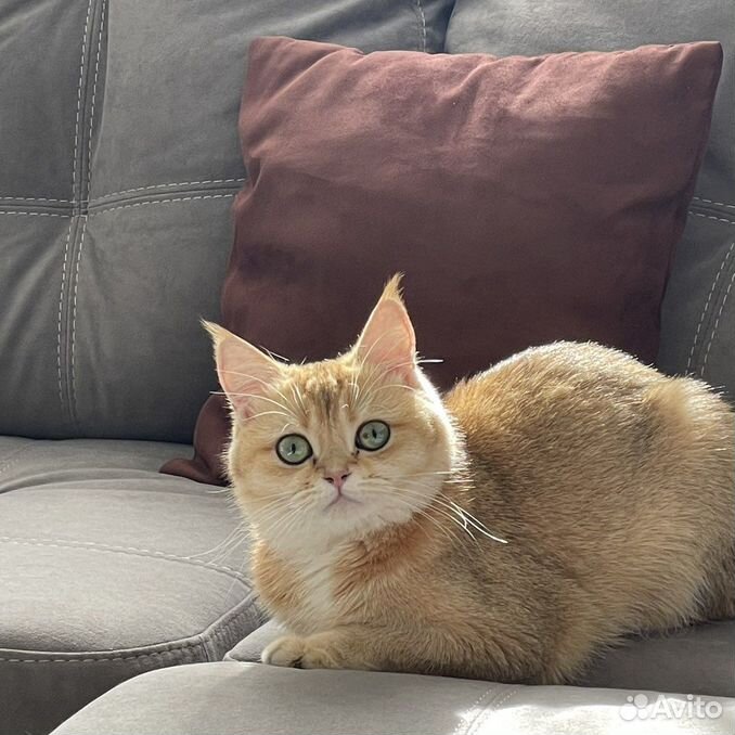 Ищем котика шотландца для вязки