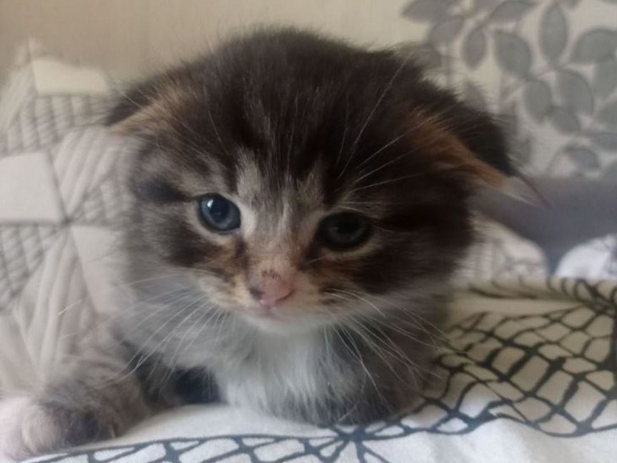 Котята в дар бесплатно