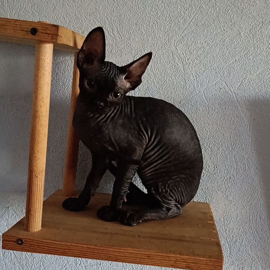Котёнок канадский сфинкс девочка