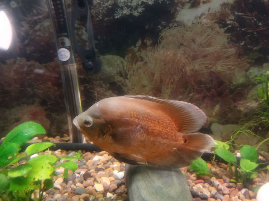 Астронотус