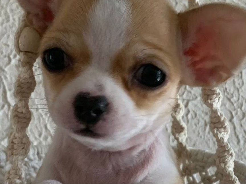 Щенки чихуахуа мини девочки