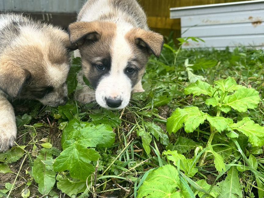 Собаки щенки бесплатно