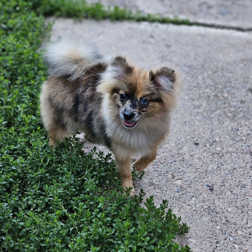 Мраморный шпиц