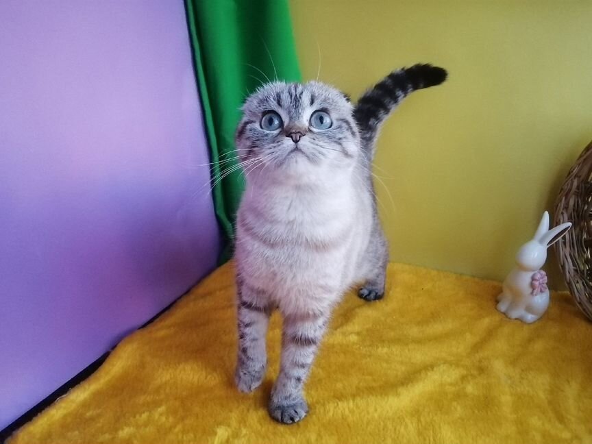 Скоттиш фолд девочка пойнт