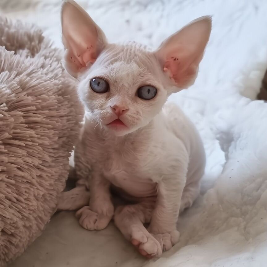 Девон-рекс котёнок