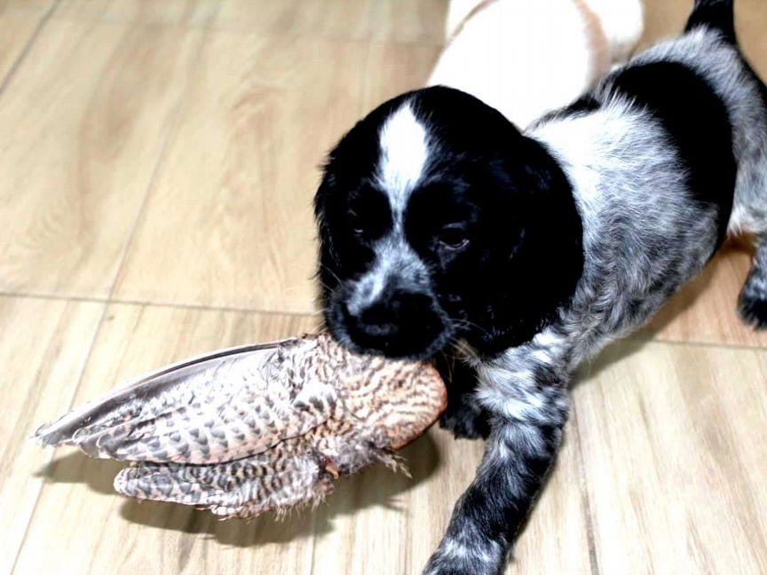 Русский охотничий спаниель щенки