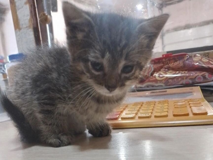 Котенок со склада, в добрые руки