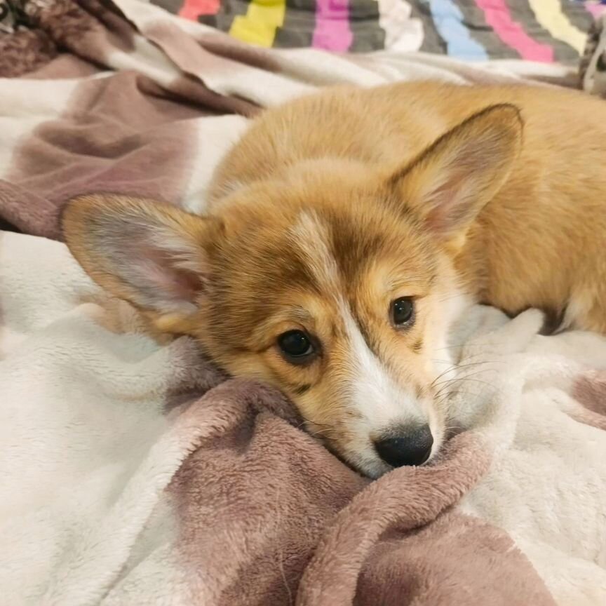 Щенки корги