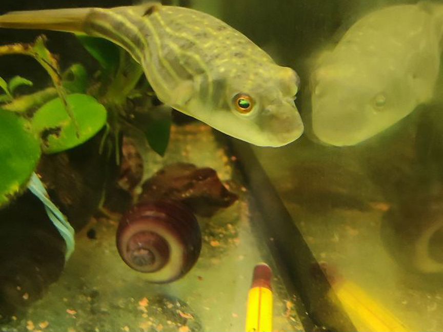 Тетрадон фахака